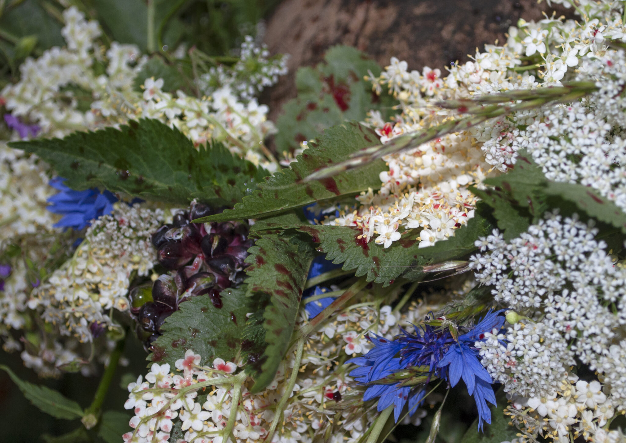 Jernalderlandsbyen – Odins Odense – Her kommer oldtiden til live